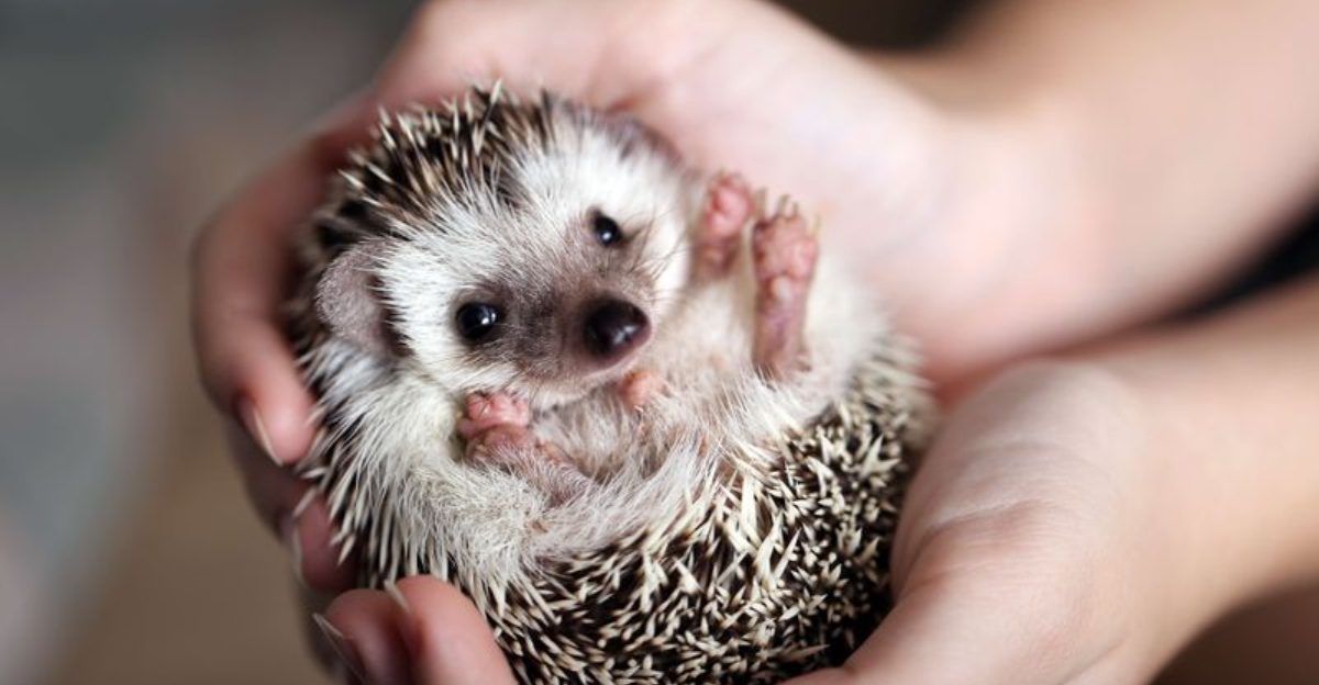 12 Reasons Hedgehogs Make Terrible Pets - Exploring Animals