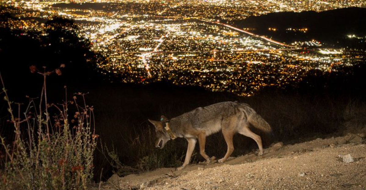 12 Reasons This State Is Home to Over 800,000 Coyotes and Counting ...