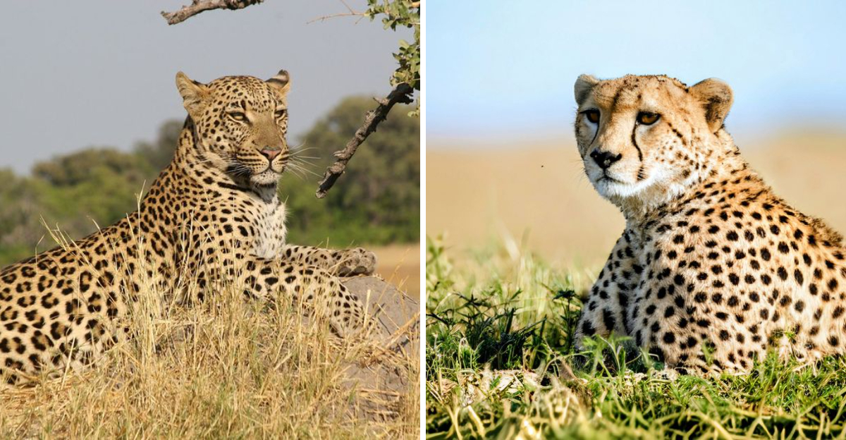 12 Ways to Tell a Cheetah from a Leopard (Spot the Difference ...