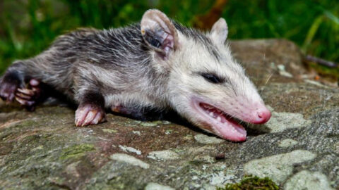 14 Animals That Fake Their Own Deaths to Fool Predators - Exploring Animals