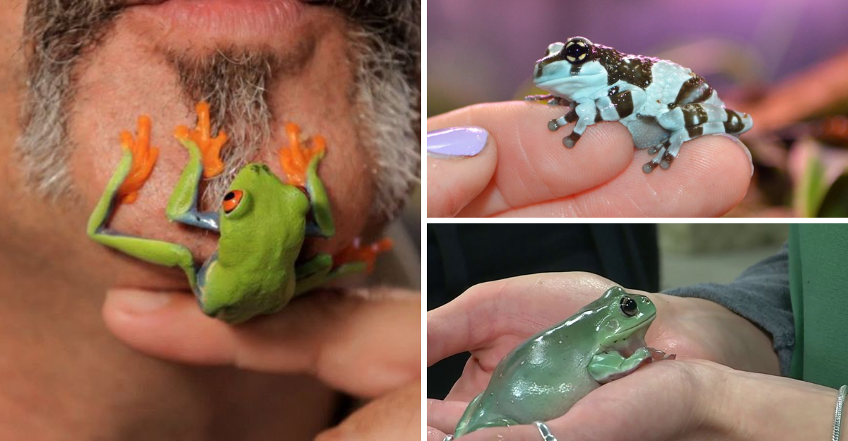 13 Best Frogs to Keep as Pets (And a Few You Should Avoid) - Exploring ...