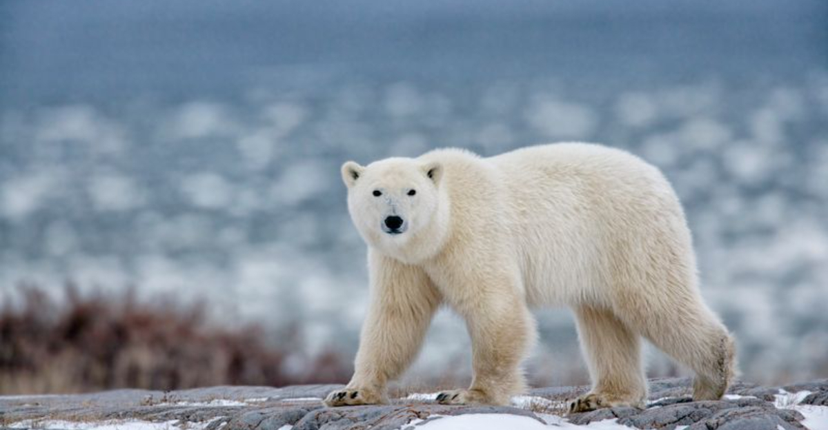 13 Cold Hard Facts About Polar Bears (Kings of the Arctic) - Exploring ...