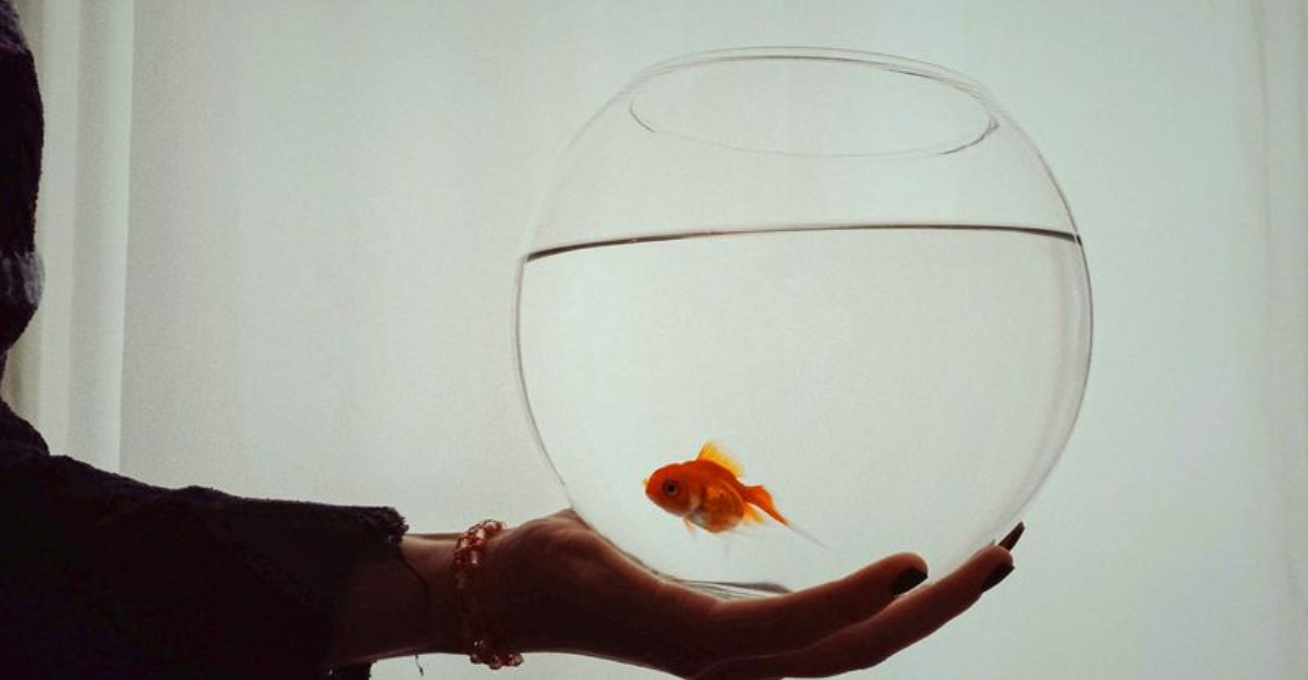 13 Common Goldfish Misconceptions That Might Surprise You - Exploring ...