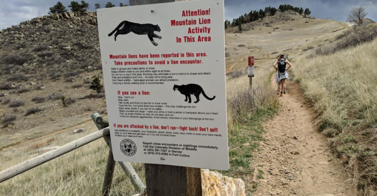 13 Life-Saving Tips for Staying Safe When You Encounter a Wild Animal ...