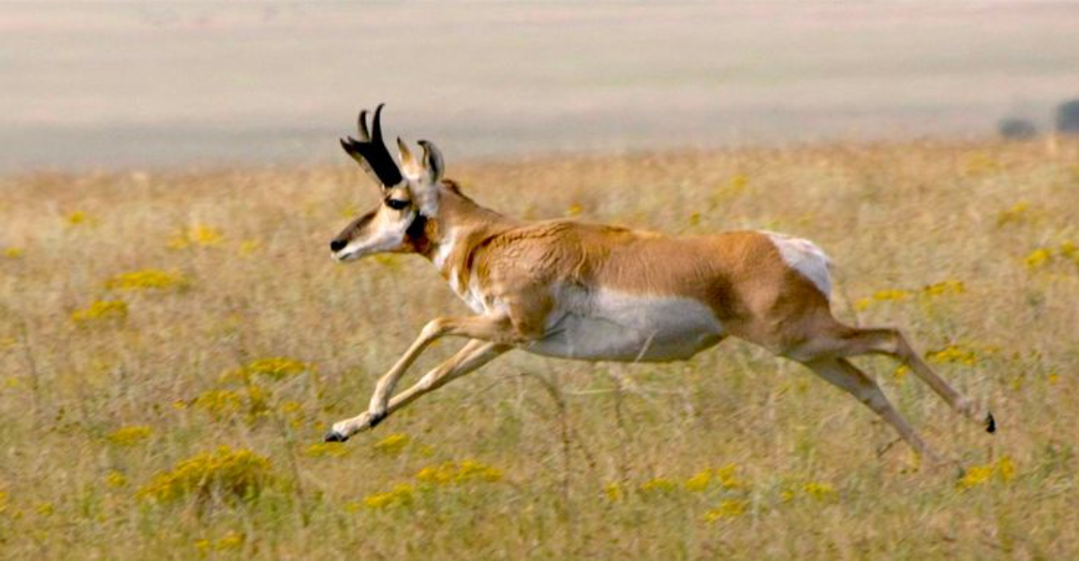 13 Mind-Blowing Facts About the Pronghorn’s Unmatched Speed - Exploring ...