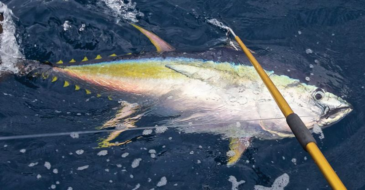 13 Record-Breaking Yellowfin Tuna Catches That Stunned the Fishing ...