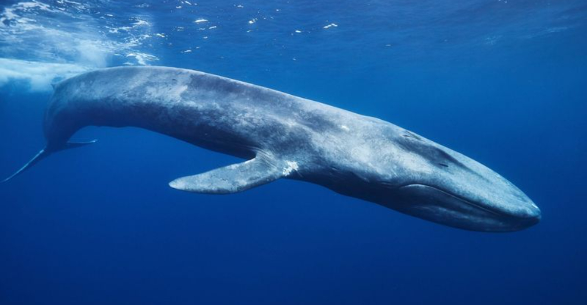 13 Strange but True Facts About the Largest-Ever Blue Whale (110 ft ...