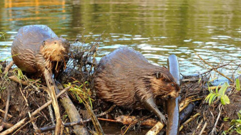 14 Amazing Facts About the Busy Life of Beavers - Exploring Animals