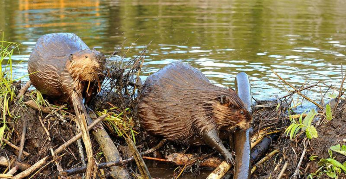 14 Amazing Facts About the Busy Life of Beavers - Exploring Animals