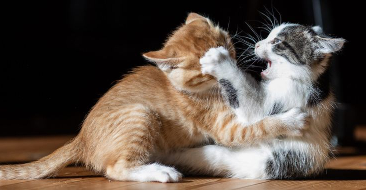 14 Amazing Ways Cats (Big and Small) Communicate without Words ...