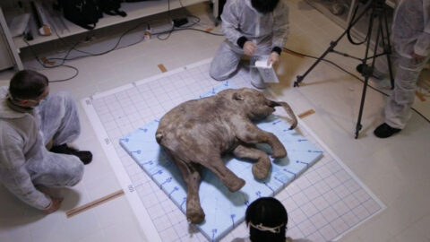 14 Ancient Creatures Found Frozen in Time and Perfectly Preserved ...