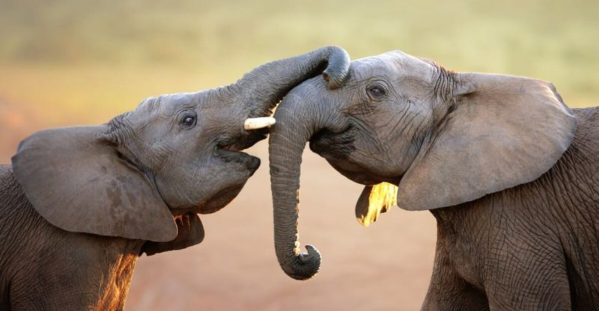 14 Astonishing Ways Elephants Show Intelligence And Emotion - Exploring ...