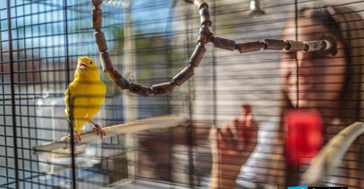 14 Birds that Make Good Pets for Kids - Exploring Animals