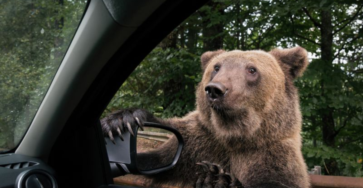 14 Crucial Do’s and Don’ts If You Ever Encounter a Wild Bear ...