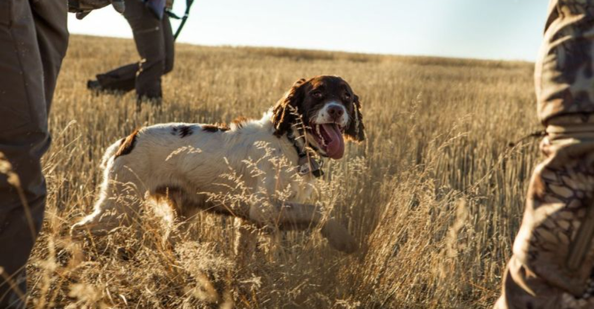 14 Destructive Invasive Species Are Being Snuffed Out By Dog Heroes ...