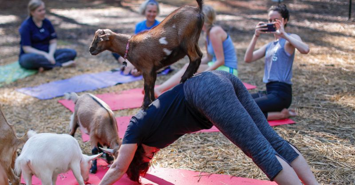 14 Fun Facts About Goats (The Capricious Climbers of the Farm ...