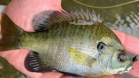 14 Native Fish Species Thriving in Texas Waters - Exploring Animals