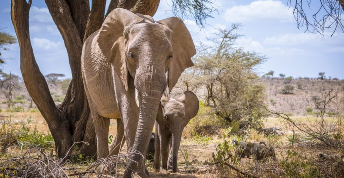 14 Reasons Elephants Are Essential to Nature and What Might Happen ...