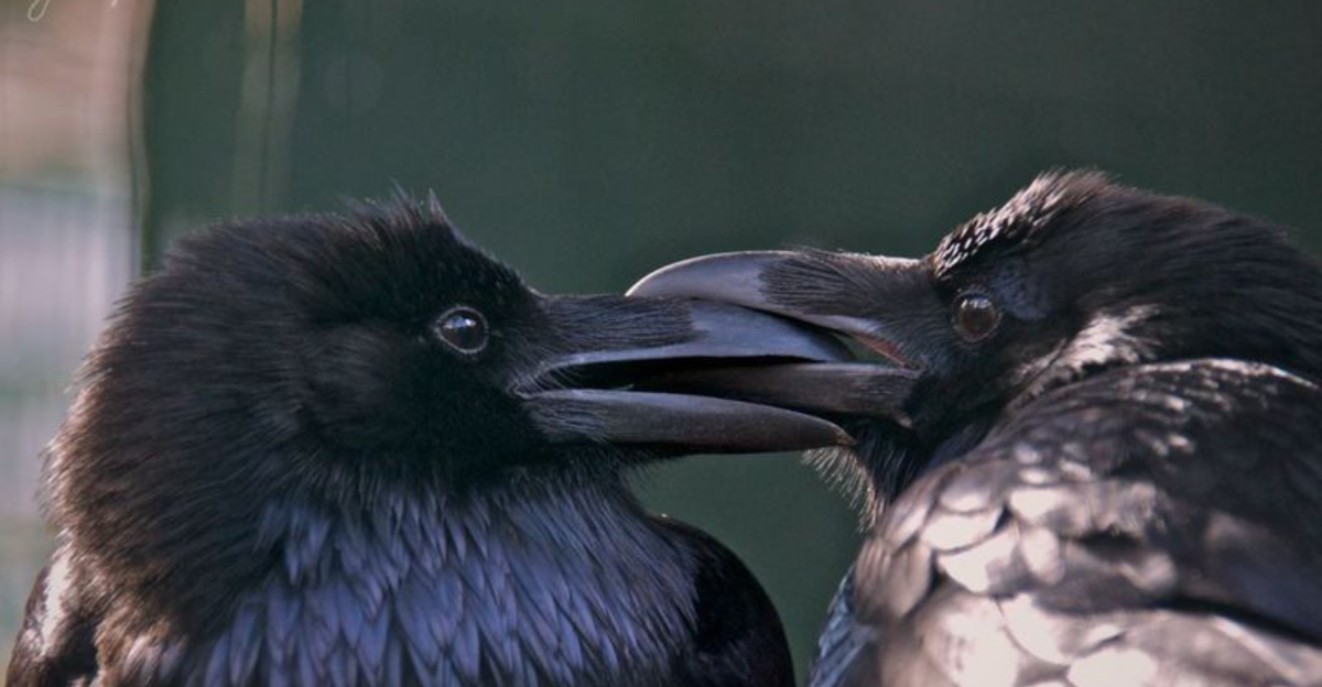 14 Reasons Ravens, Magpies, and Crows Might Be The Smartest Birds ...