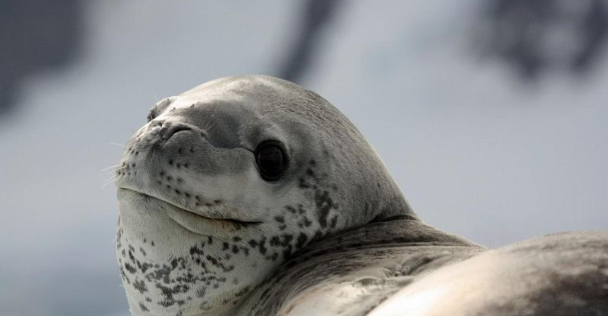 14 Reasons the Leopard Seal Is One of the Ocean’s Most Lethal Predators ...