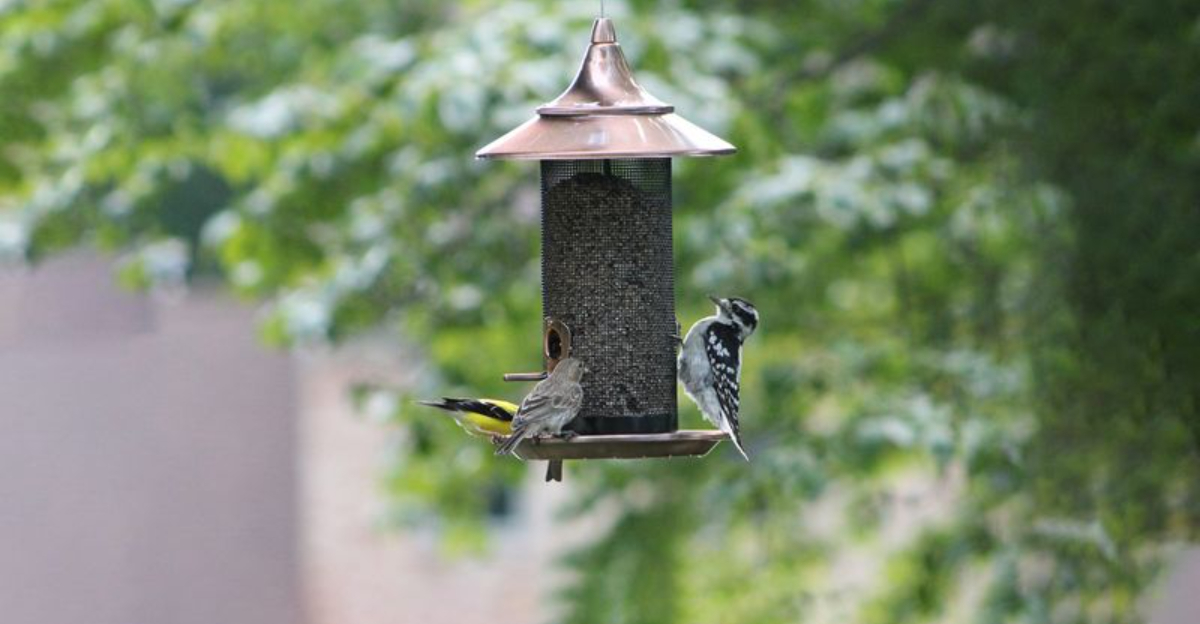 14 Simple Habits of People Who Have a Thriving, Bird-Friendly Backyard ...
