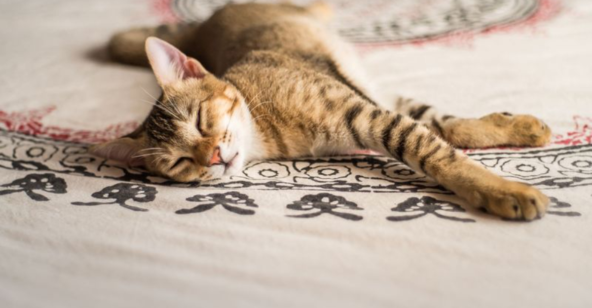 14 Things You Should Know About the Exotic Chausie Cat - Exploring Animals