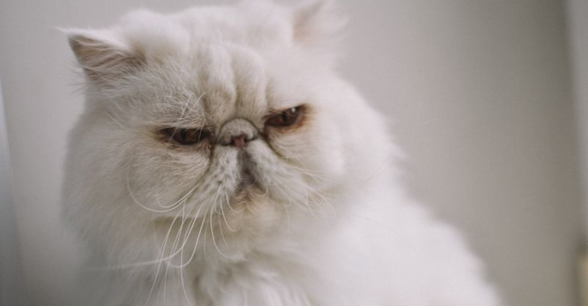 14 Things to Know Before Bringing Home a Persian Cat - Exploring Animals