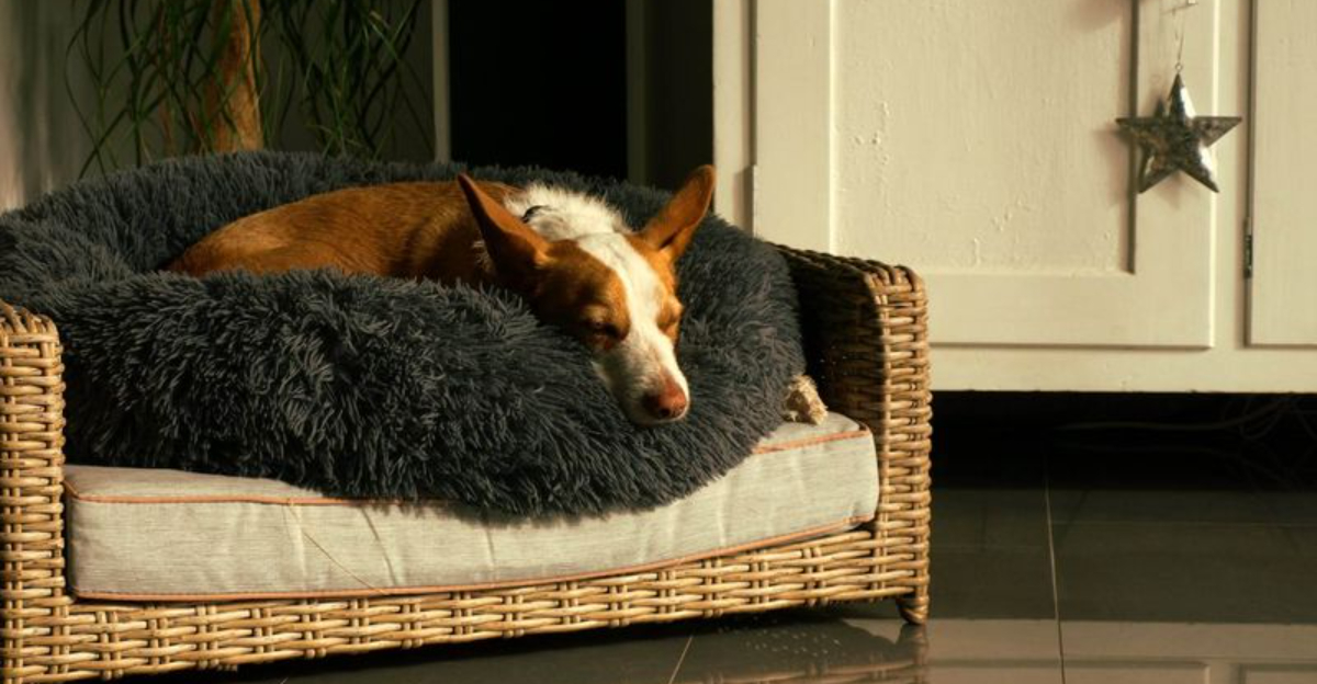 14 Ways to Create a Soothing Oasis for a Dog With a Chronic Illness ...