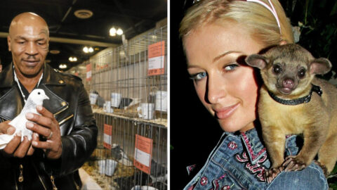 15 Celebrities with Unusual Pets - Exploring Animals