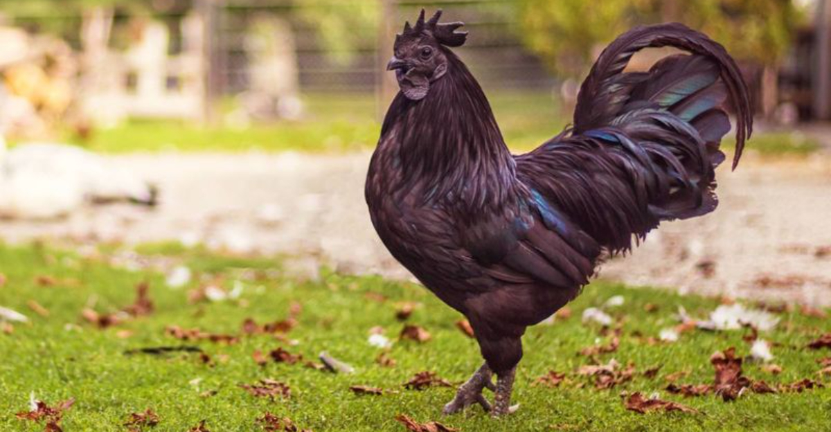 15 Chickens With the Most Colorful Feathers - Exploring Animals