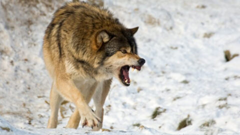 15 Crucial Actions to Take When Facing a Wolf in the Wilderness ...