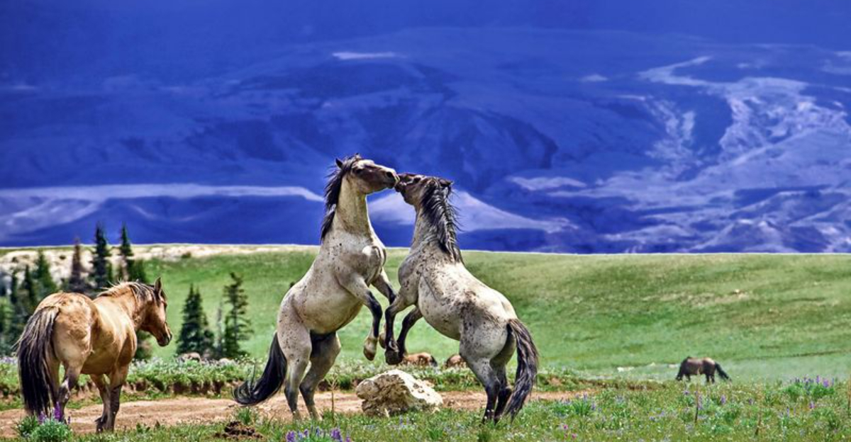 15 Fascinating Details About the Lives of Wyoming’s Wild Horses ...