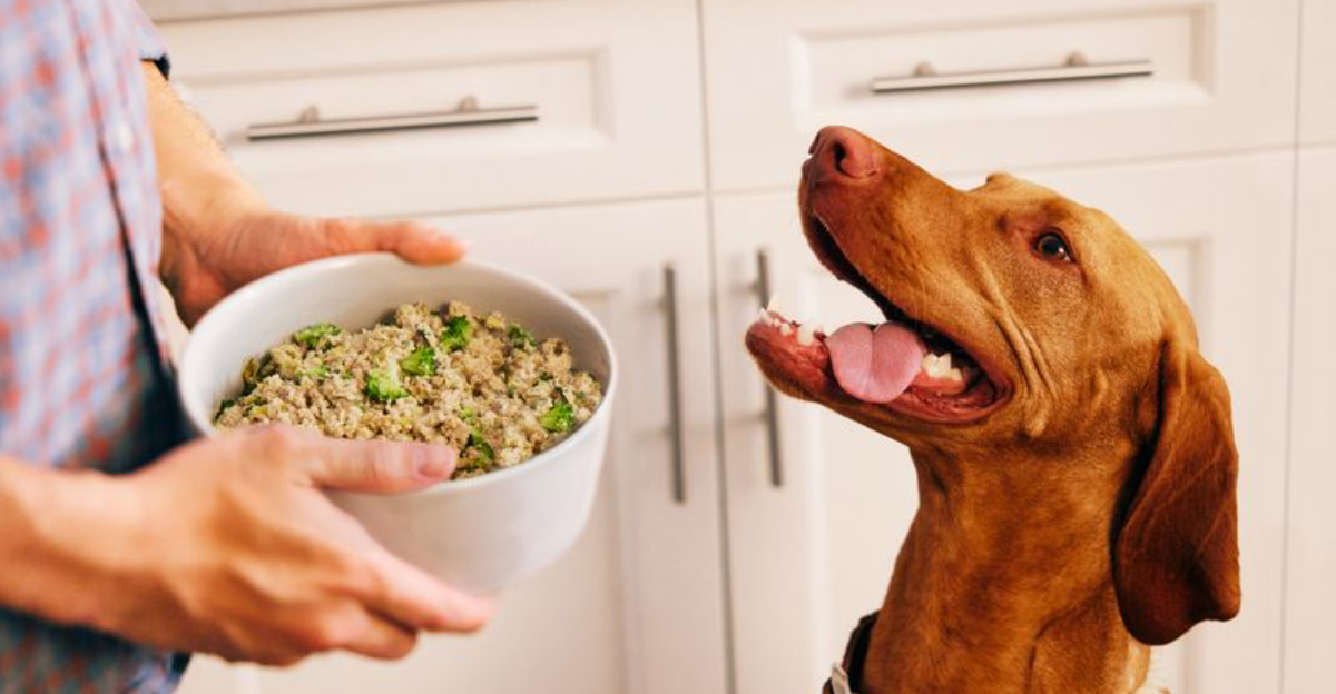 15 Practical Tips for Helping Your Dog Reach a Healthy Weight ...