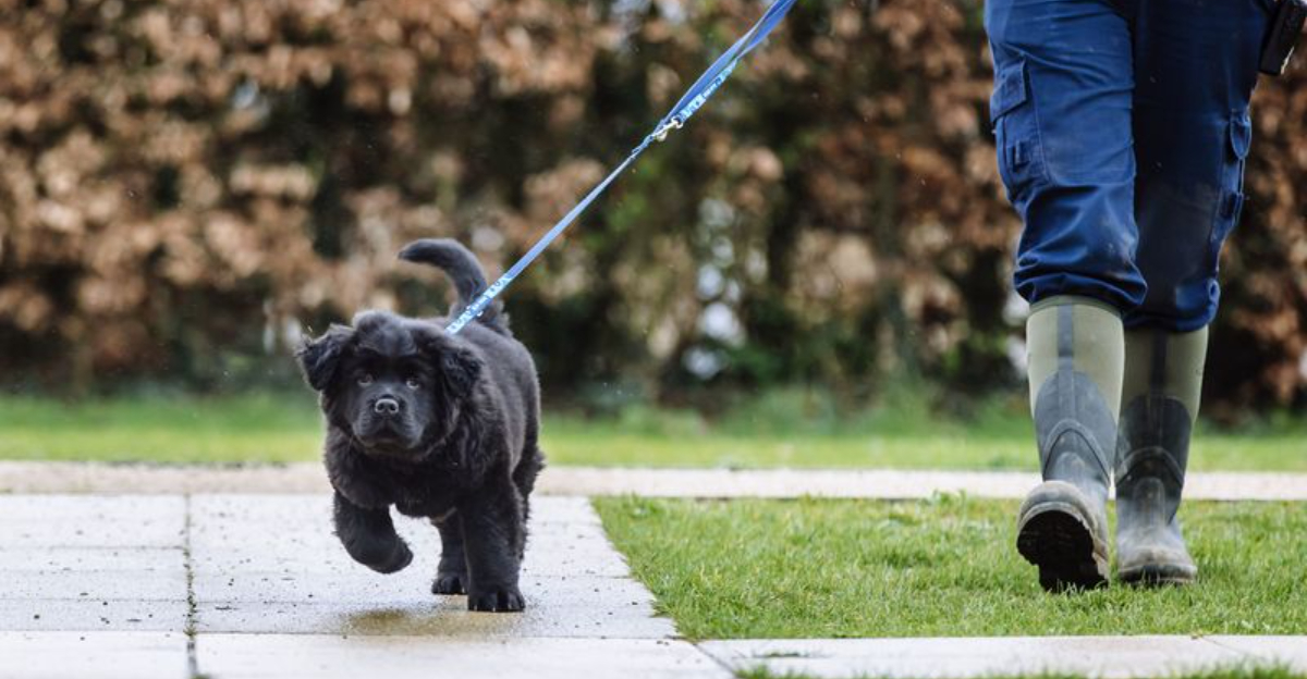 15 Proven Strategies to Soothe Your Puppy’s Hyperactive Behavior ...