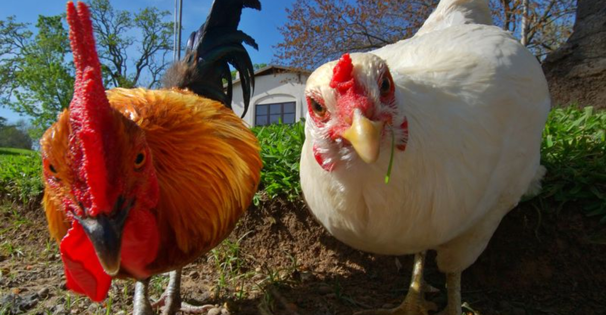 15 Surprising Dangers Of Raising Chicken In Your Backyard - Exploring ...