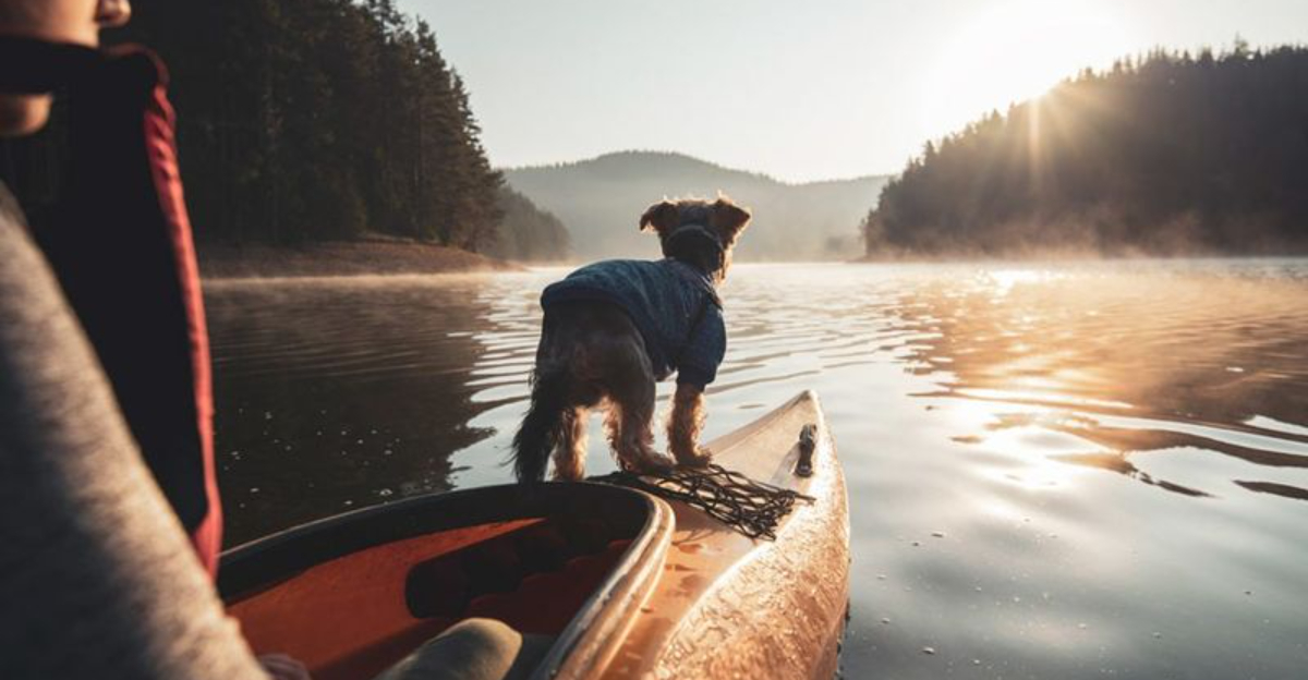 15 Things That Dogs Love That Owners Don’t Do Enough - Exploring Animals
