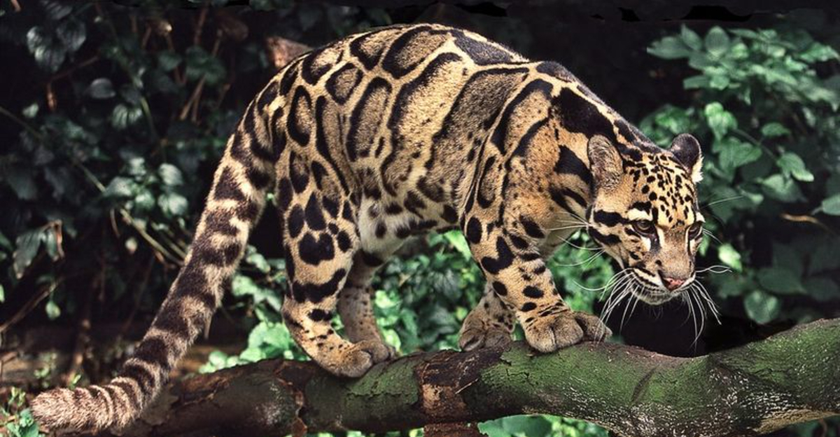 15 Wild Wonders Thriving Inside Cambodia’s ‘Noah’s Ark’ of Rare Species ...