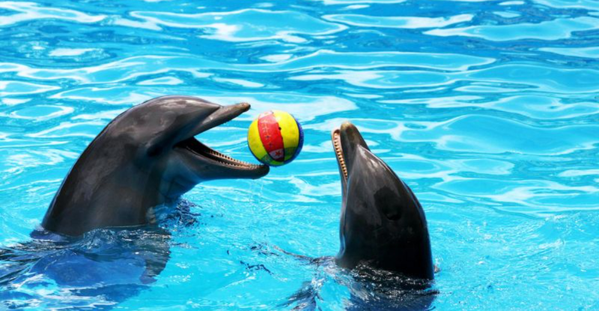 16 Amazing Things Dolphins Do That Make Them Seem Almost Human ...