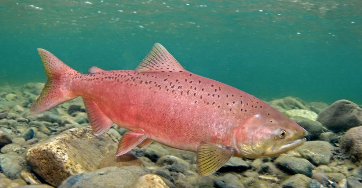 16 American Fish Species Making a Comeback - Exploring Animals