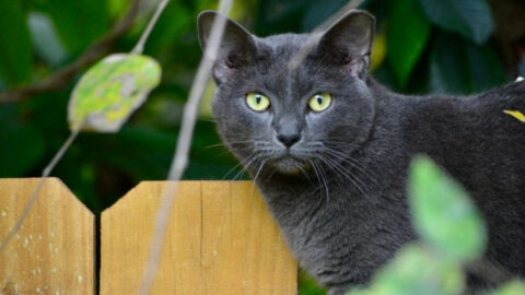 16 Ancient Cat Breeds That Still Exist to This Day - Exploring Animals