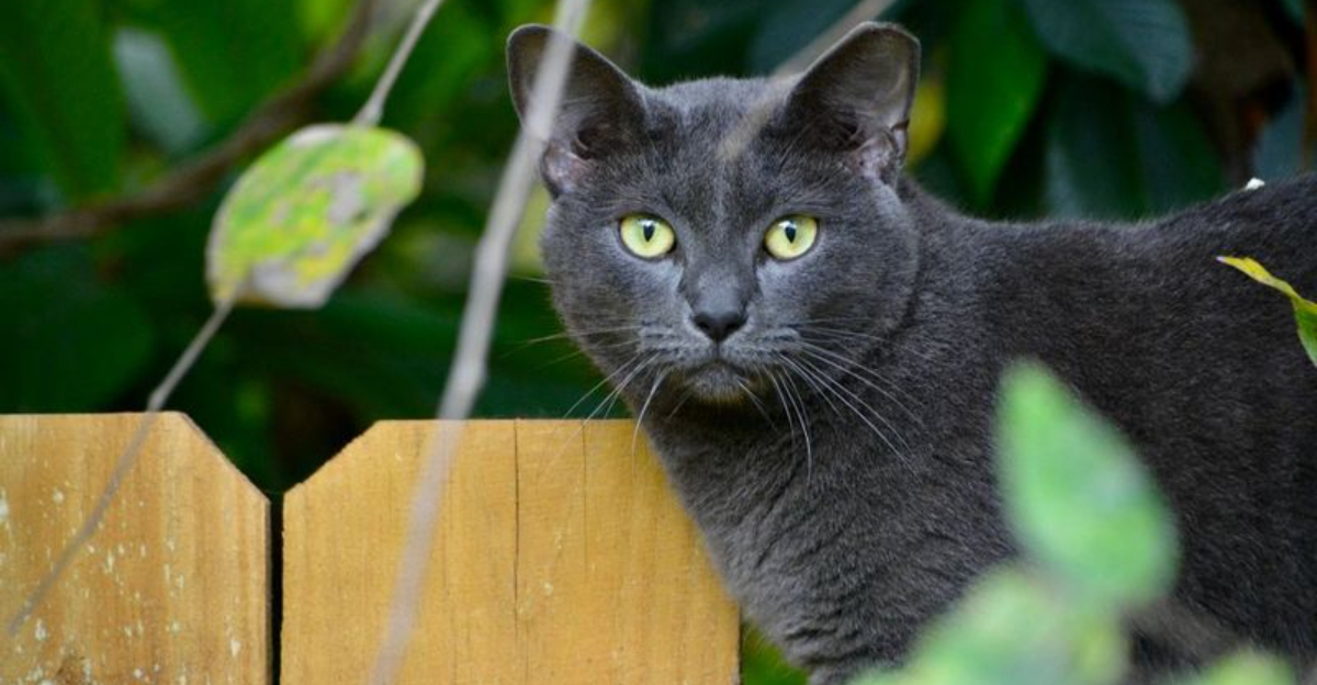 16 Ancient Cat Breeds That Still Exist to This Day - Exploring Animals
