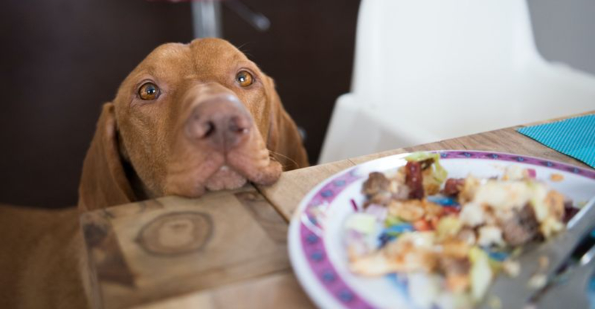 16 Bad Dog Behaviors and Exactly How to Stop Them - Exploring Animals