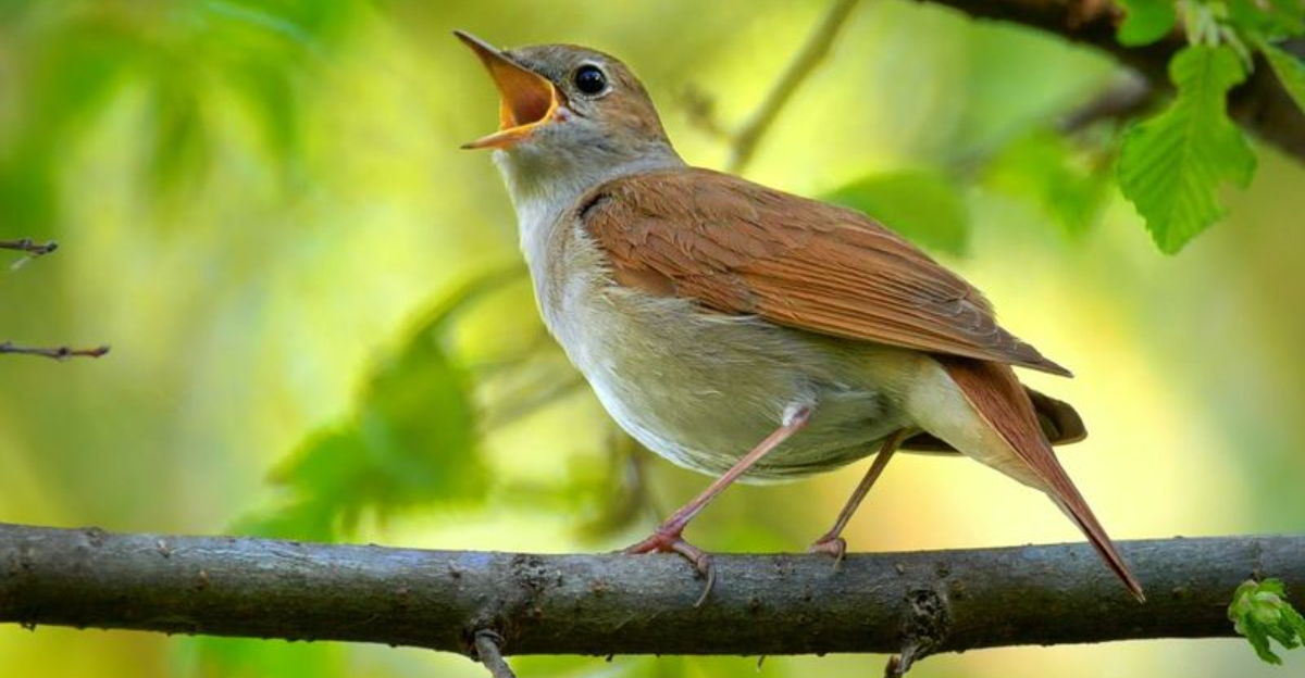 16 Birds That Bring Joy to Every Morning with Their Songs and Charm ...