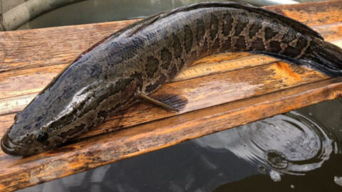 16 Creatures Lurking at the Bottom of the Mississippi River - Exploring ...