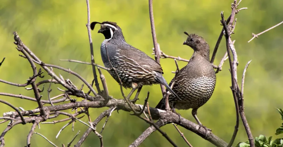 16 Fascinating Quail Facts You Didn’t Know - Exploring Animals