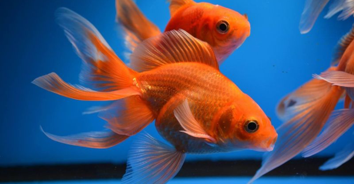 16 Goldfish Types That Go Way Beyond the Pet Store Classic - Exploring ...