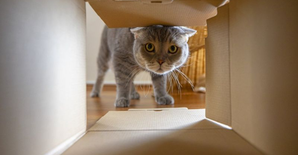 16 Life Lessons We Can Learn from Our Cats - Exploring Animals