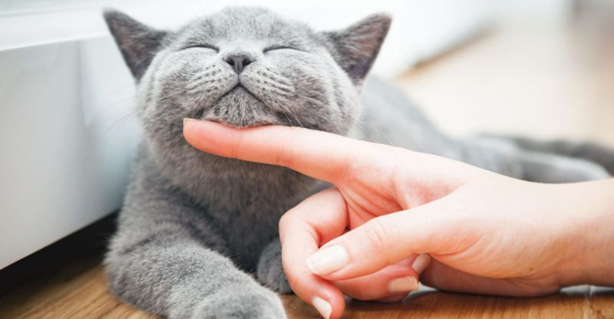 16 Little Things That You Do Which Make Your Cat Happy and Secure ...