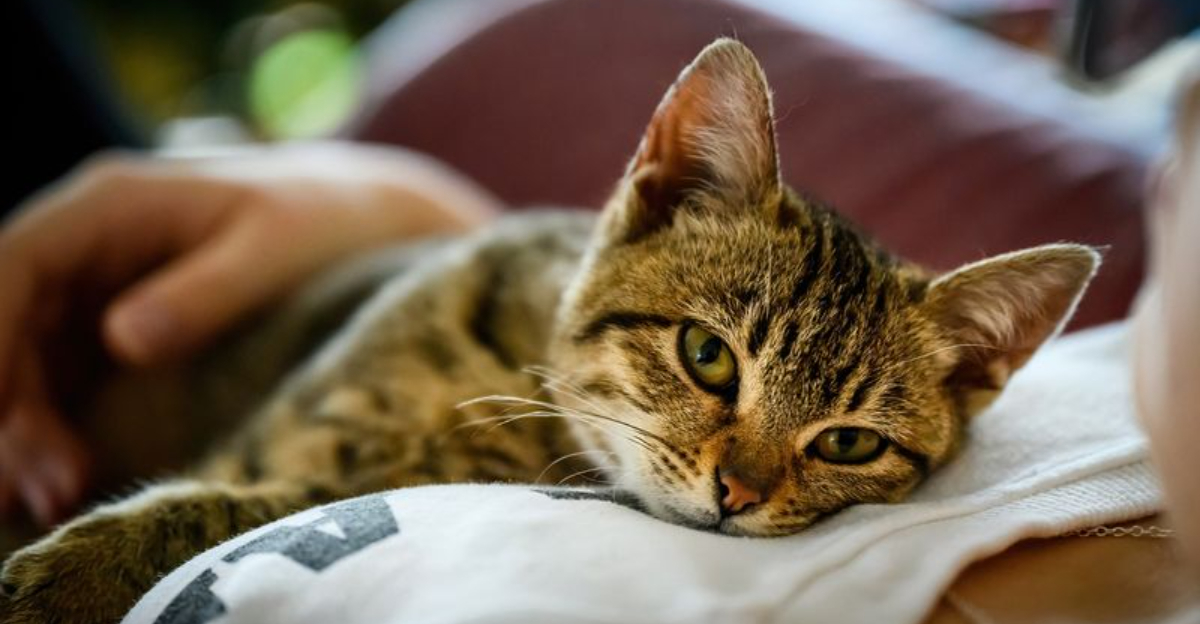 16 Loving Ways to Make Your Cat’s Final Days Peaceful and Comforting ...