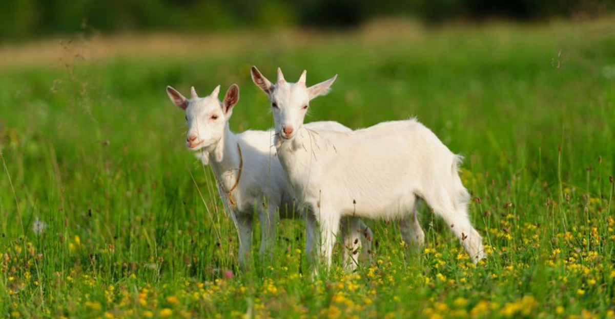 16 Low-Maintenance Farm Animals for First-Time Farmers - Exploring Animals